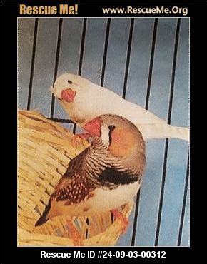 - Washington Pet Bird Rescue - ADOPTIONS - Rescue Me!