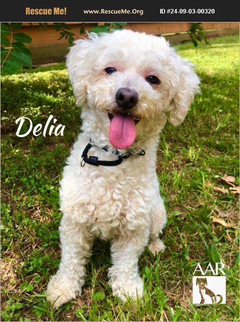ADOPT 24090300320 ~ Bichon Frise Rescue ~ Magnolia, TX