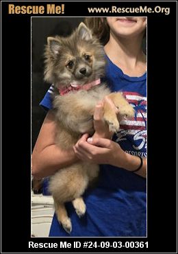 - Georgia Pomeranian Rescue - ADOPTIONS - Rescue Me!