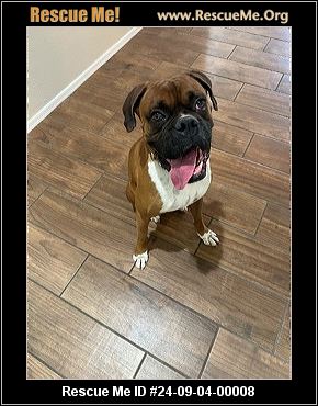- Arizona Boxer Rescue - ADOPTIONS - Rescue Me!