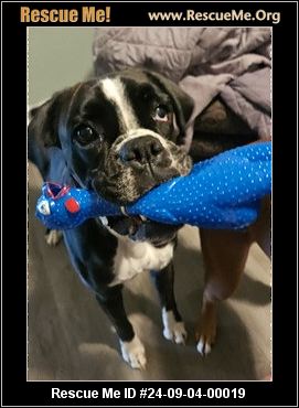 - Missouri Boxer Rescue - ADOPTIONS - Rescue Me!