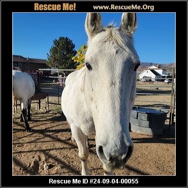 - Colorado Horse Rescue - ADOPTIONS - Rescue Me!