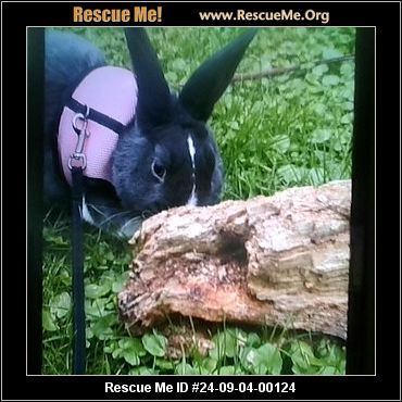 - Maryland Rabbit Rescue - ADOPTIONS - Rescue Me!