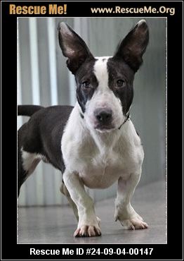 - South Carolina Dog Rescue - ADOPTIONS - Rescue Me!