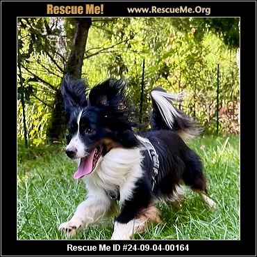 - Virginia Australian Shepherd Rescue - ADOPTIONS - Rescue Me!