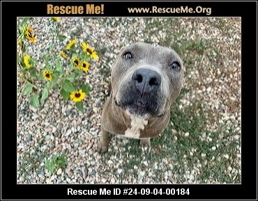- Colorado Dog Rescue - ADOPTIONS - Rescue Me!