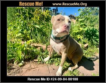 - Colorado Dog Rescue - ADOPTIONS - Rescue Me!