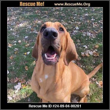 - Indiana Dog Rescue - ADOPTIONS - Rescue Me!