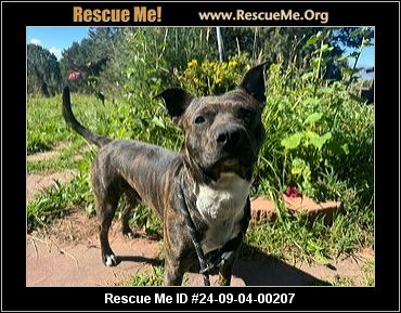 - Colorado Dog Rescue - ADOPTIONS - Rescue Me!