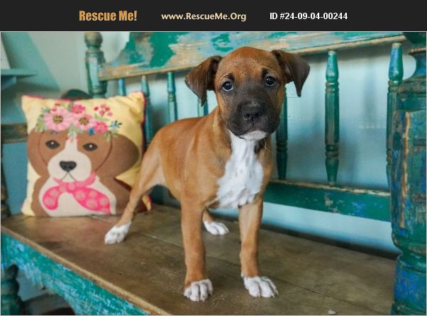 ADOPT 24090400244 ~ Boxer Rescue ~ San Antonio, TX