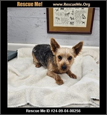 - Indiana Yorkie Rescue - ADOPTIONS - Rescue Me!
