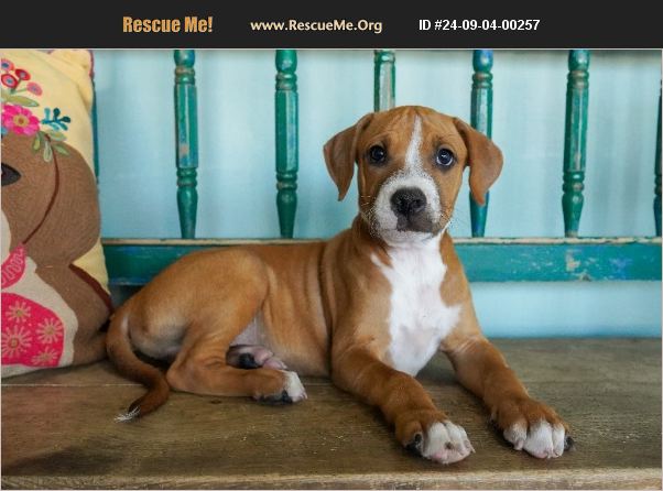 ADOPT 24090400257 ~ Boxer Rescue ~ San Antonio, TX