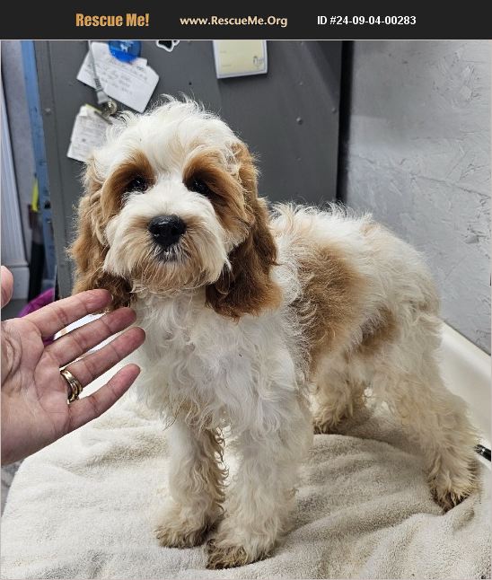 ADOPT 24090400283 ~ Cockapoo Rescue ~ Denver, IN