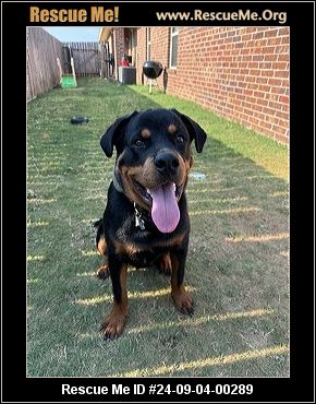 - Texas Rottweiler Rescue - ADOPTIONS - Rescue Me!