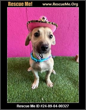 - California Corgi Rescue - ADOPTIONS - Rescue Me!