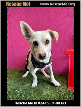 - California Corgi Rescue - ADOPTIONS - Rescue Me!