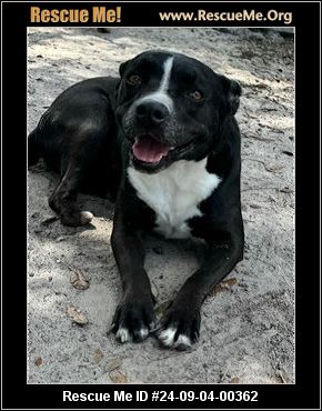 - Georgia Boston Terrier Rescue - ADOPTIONS - Rescue Me!