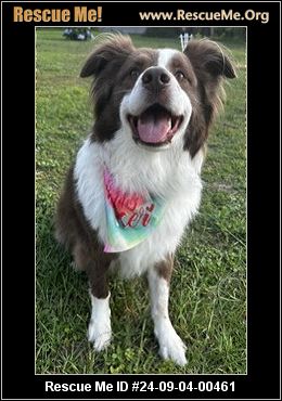 - North Carolina Dog Rescue - ADOPTIONS - Rescue Me!