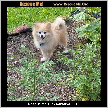 - Georgia Pomeranian Rescue - ADOPTIONS - Rescue Me!
