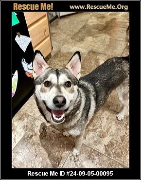 - Colorado Dog Rescue - ADOPTIONS - Rescue Me!