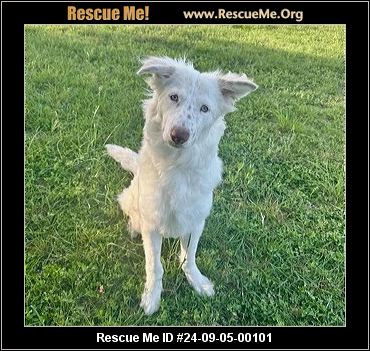 - Vermont Dog Rescue - ADOPTIONS - Rescue Me!