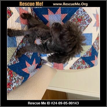 - Alabama Dog Rescue - ADOPTIONS - Rescue Me!