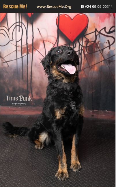ADOPT 24090500214 ~ Gordon Setter Rescue ~ Salt Lake City, UT