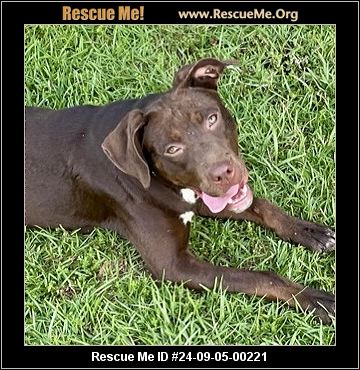 - Florida Dog Rescue - ADOPTIONS - Rescue Me!