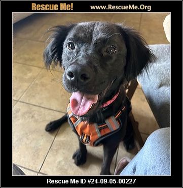 - Florida Dog Rescue - ADOPTIONS - Rescue Me!