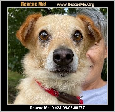 - Virginia Dog Rescue - ADOPTIONS - Rescue Me!