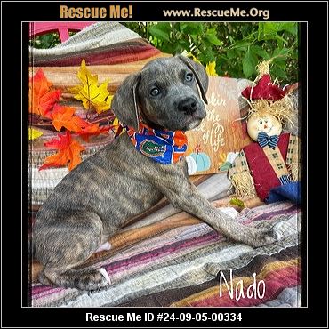 - Florida Dog Rescue - ADOPTIONS - Rescue Me!