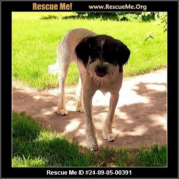- Arizona Schnauzer Rescue - ADOPTIONS - Rescue Me!