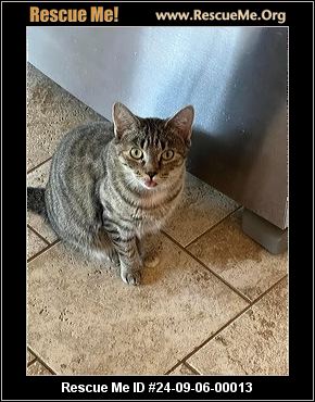 - South Carolina Cat Rescue - ADOPTIONS - Rescue Me!