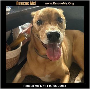 - Ohio Golden Retriever Rescue - ADOPTIONS - Rescue Me!