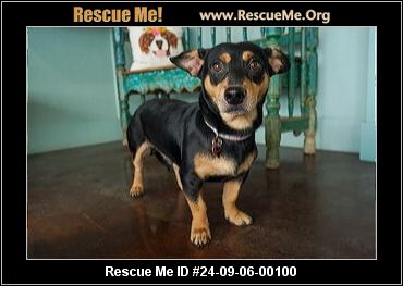 - Texas Corgi Rescue - ADOPTIONS - Rescue Me!