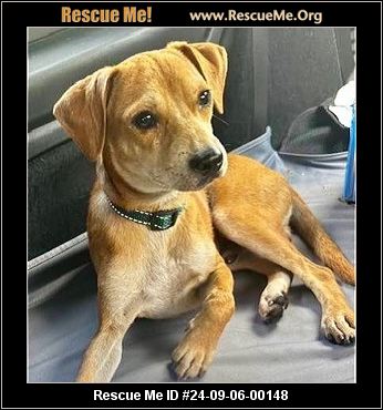 - Florida Dog Rescue - ADOPTIONS - Rescue Me!
