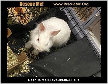 - Texas Rabbit Rescue - ADOPTIONS - Rescue Me!