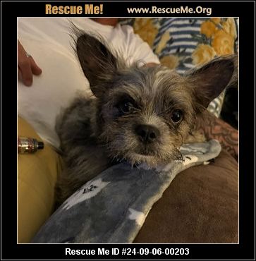 - Florida Dog Rescue - ADOPTIONS - Rescue Me!