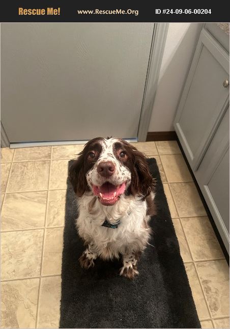 ADOPT 24090600204 ~ English Springer Spaniel Rescue ~ sacramento, CA