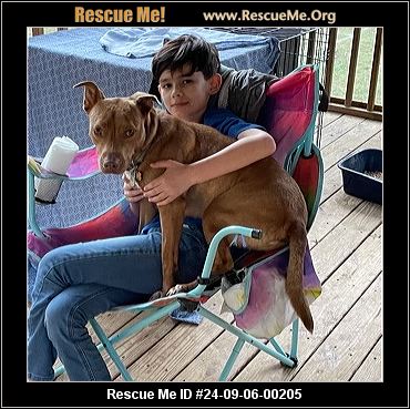 - North Carolina Dog Rescue - ADOPTIONS - Rescue Me!