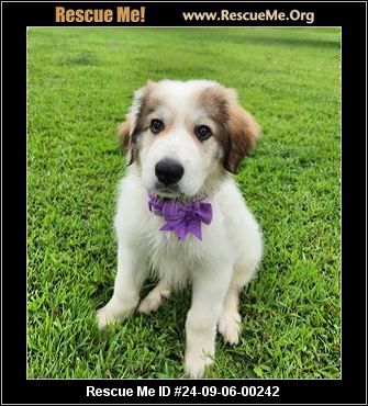 - North Carolina Dog Rescue - ADOPTIONS - Rescue Me!