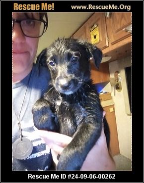 - Georgia Dog Rescue - ADOPTIONS - Rescue Me!