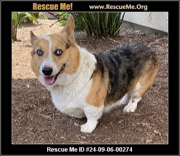 - California Corgi Rescue - ADOPTIONS - Rescue Me!