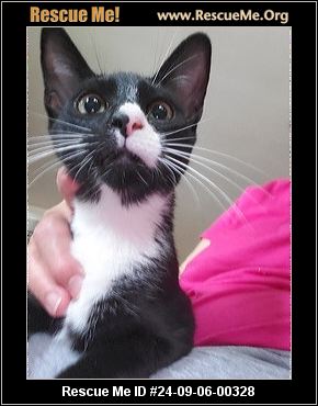 - New Jersey Cat Rescue - ADOPTIONS - Rescue Me!