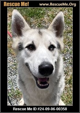 - Virginia Dog Rescue - ADOPTIONS - Rescue Me!