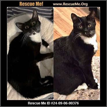 - New York Cat Rescue - ADOPTIONS - Rescue Me!