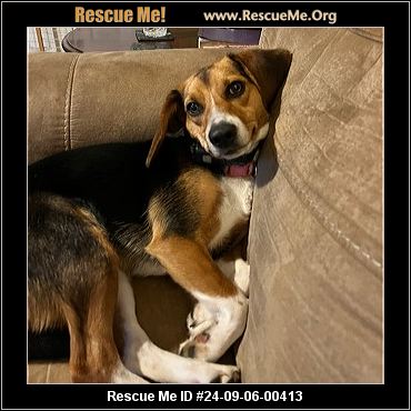- Virginia Dog Rescue - ADOPTIONS - Rescue Me!
