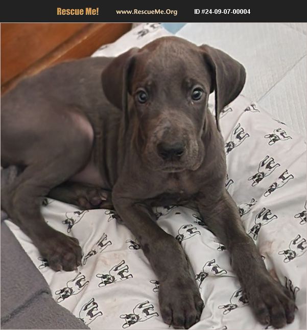 ADOPT 24090700004 ~ Great Dane Rescue ~ Palmdale, CA