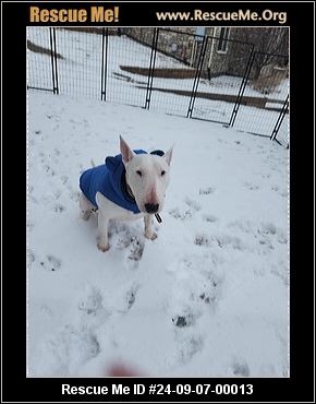 - Colorado Dog Rescue - ADOPTIONS - Rescue Me!