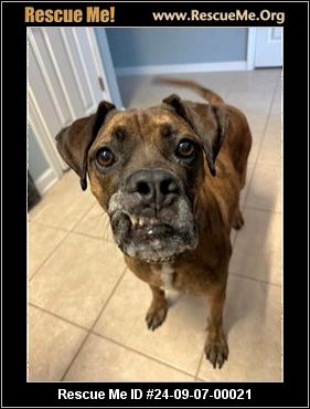 - Florida Boxer Rescue - ADOPTIONS - Rescue Me!